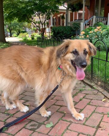 Golden Retriever Mixes: 53 Awesome Crossbreeds You'll Love!