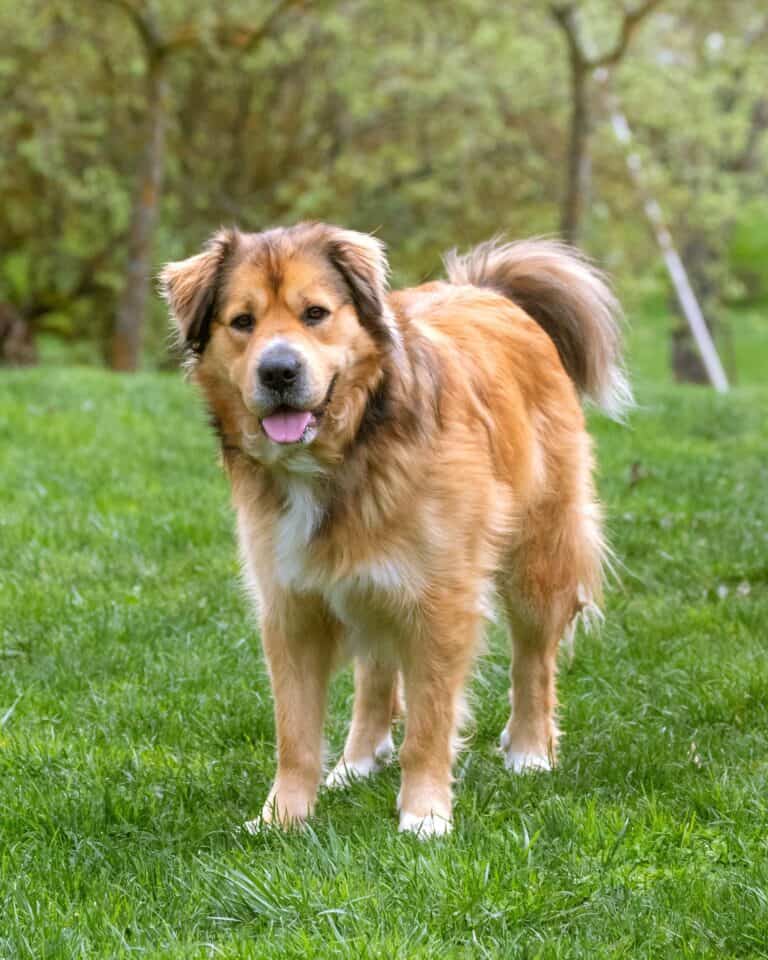 Golden Retriever Mixes: 53 Awesome Crossbreeds You'll Love!