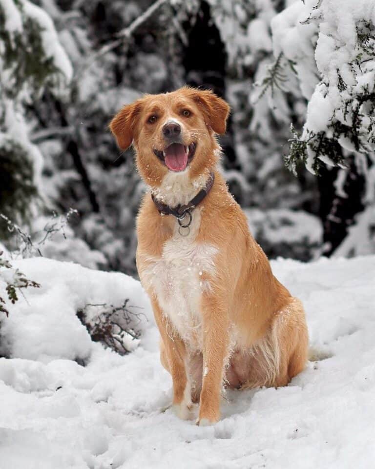 Border Collie Mixes: 43 Fascinating Crossbreeds You'll Love