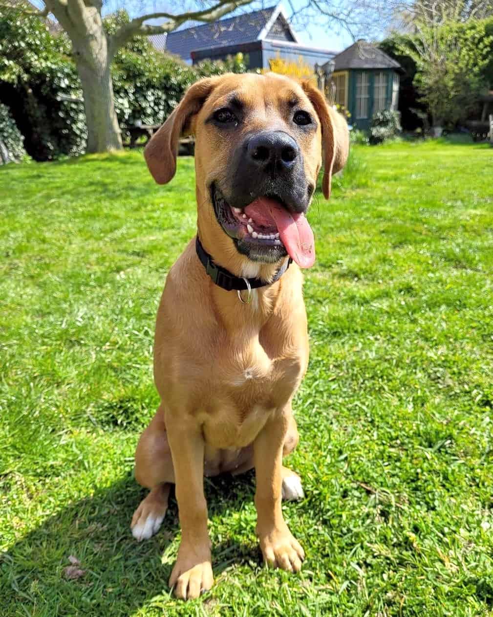 Golden Retriever Mixes: 53 Awesome Crossbreeds You'll Love!