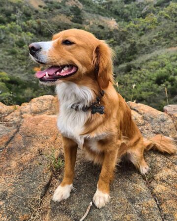Golden Retriever Mixes: 53 Awesome Crossbreeds You'll Love!