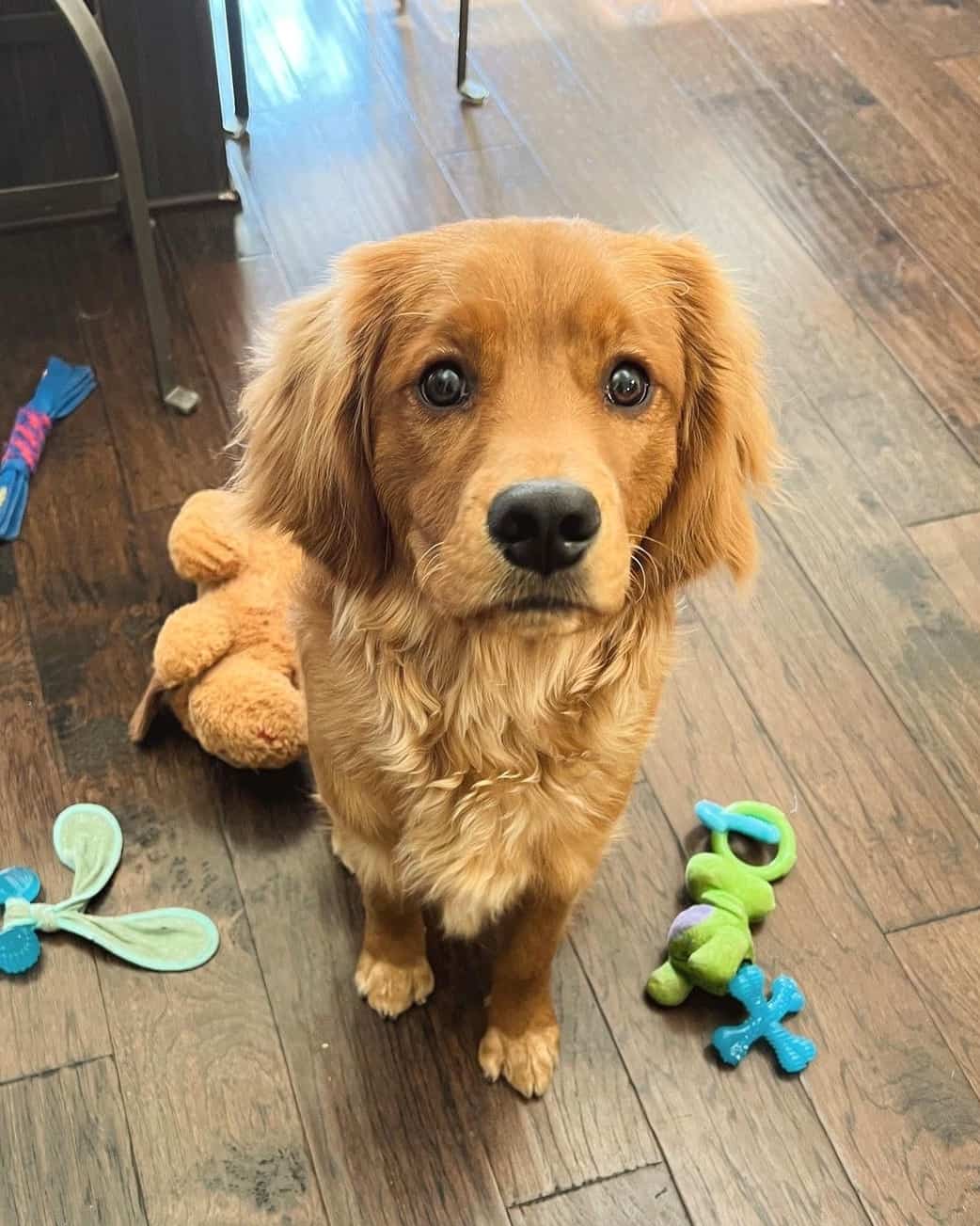 36 Cutest Cavalier King Charles Spaniel Mixes (With Pictures!)