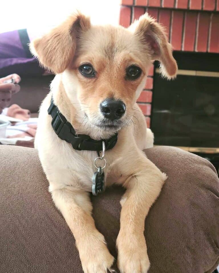 Golden Retriever Mixes: 53 Awesome Crossbreeds You'll Love!