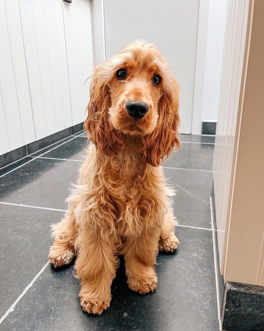 Golden Retriever Mixes: 53 Awesome Crossbreeds You'll Love!