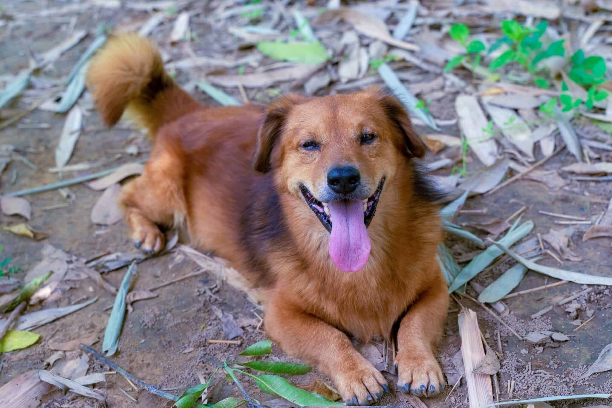 Golden Retriever Mixes: 53 Awesome Crossbreeds You'll Love!