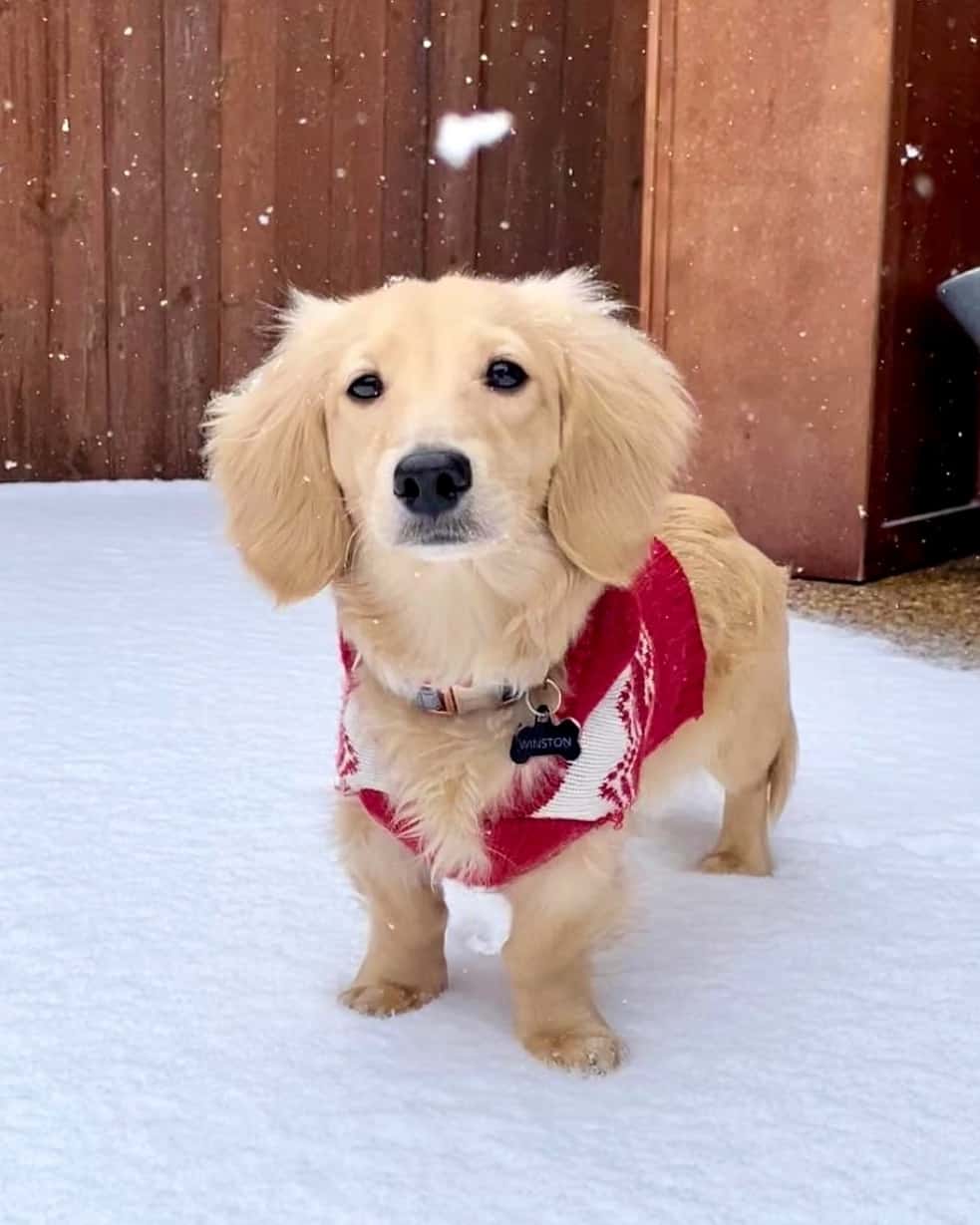 Golden Retriever Mixes: 53 Awesome Crossbreeds You'll Love!
