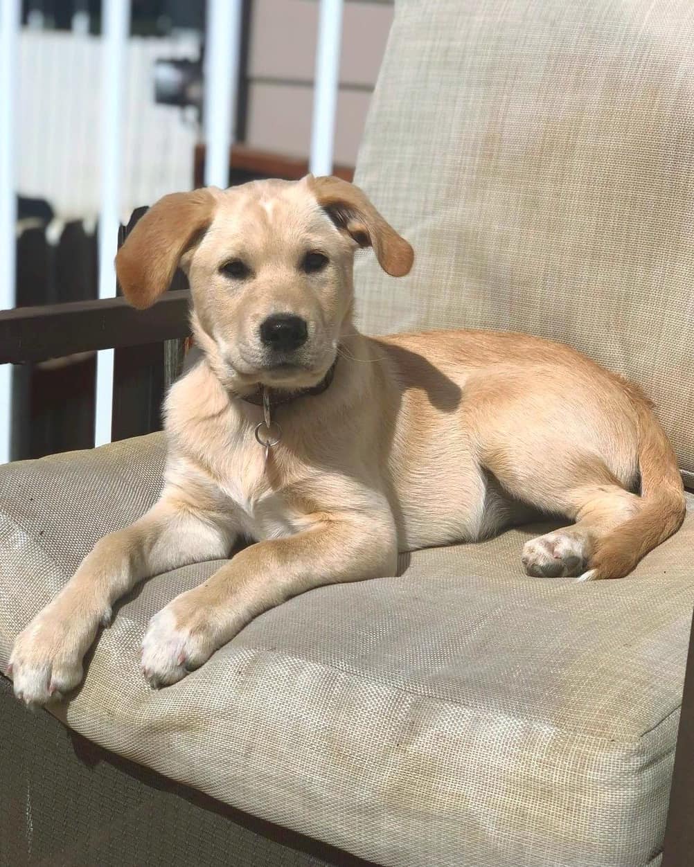 Golden Retriever Mixes: 53 Awesome Crossbreeds You'll Love!