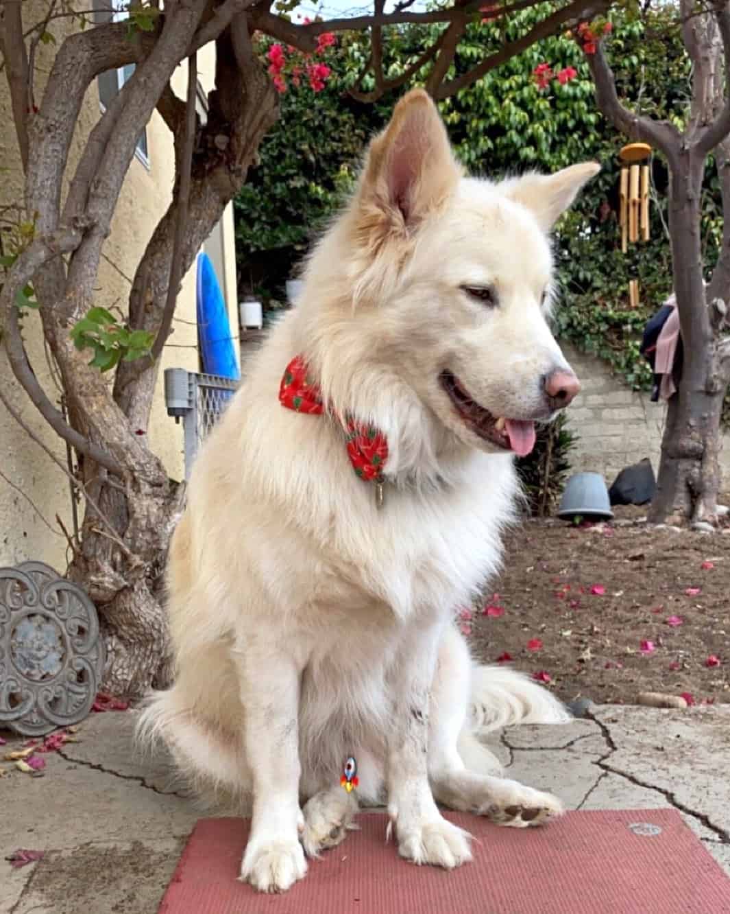 Golden Retriever Mixes: 53 Awesome Crossbreeds You'll Love!