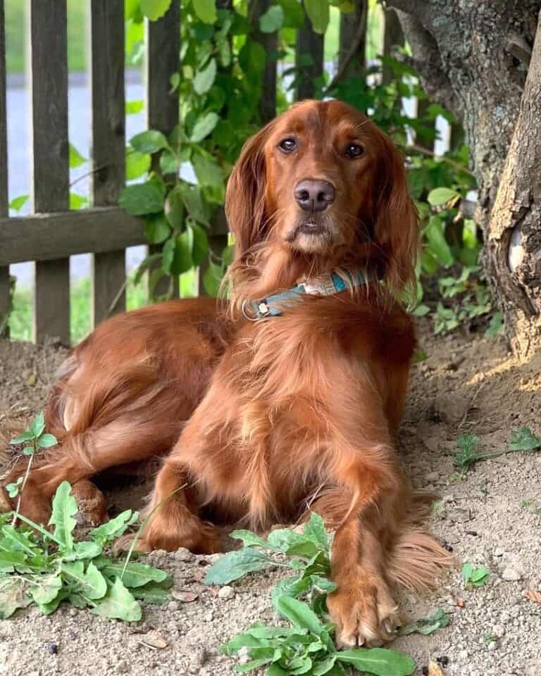 Golden Retriever Mixes: 53 Awesome Crossbreeds You'll Love!