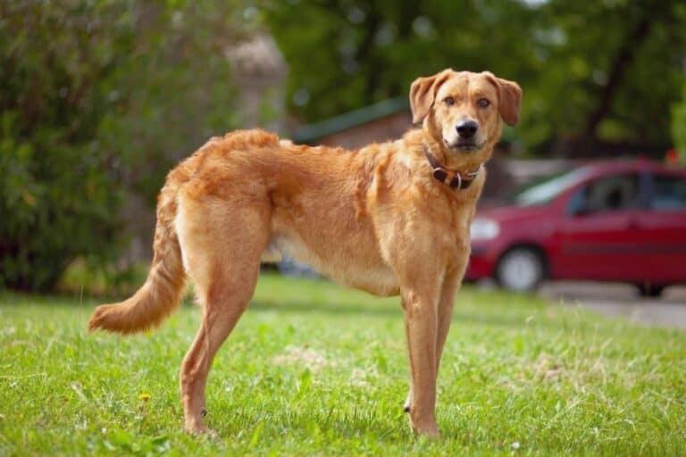 Malinois Crois Golden Retriever