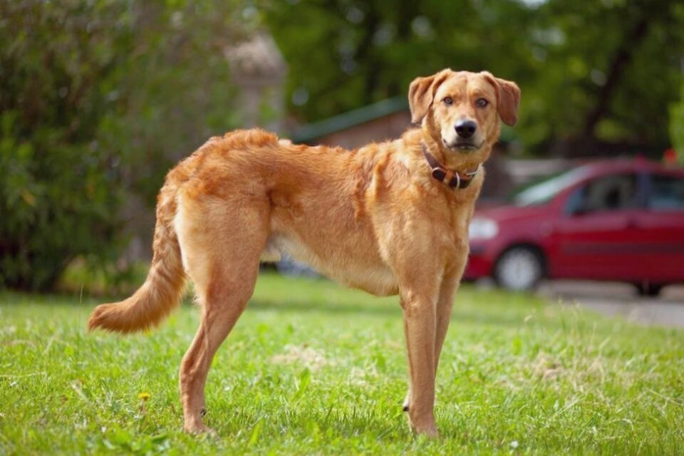 Golden Retriever Mixes: 53 Awesome Crossbreeds You'll Love!