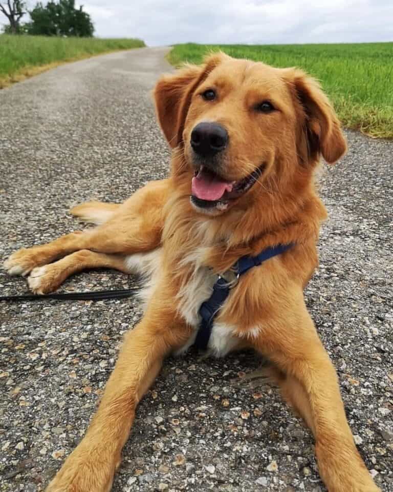 Golden Retriever Mixes: 53 Awesome Crossbreeds You'll Love!