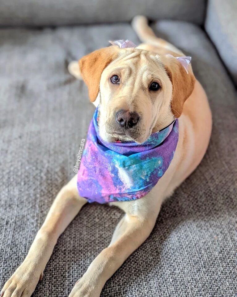 Golden Retriever Mixes: 53 Awesome Crossbreeds You'll Love!