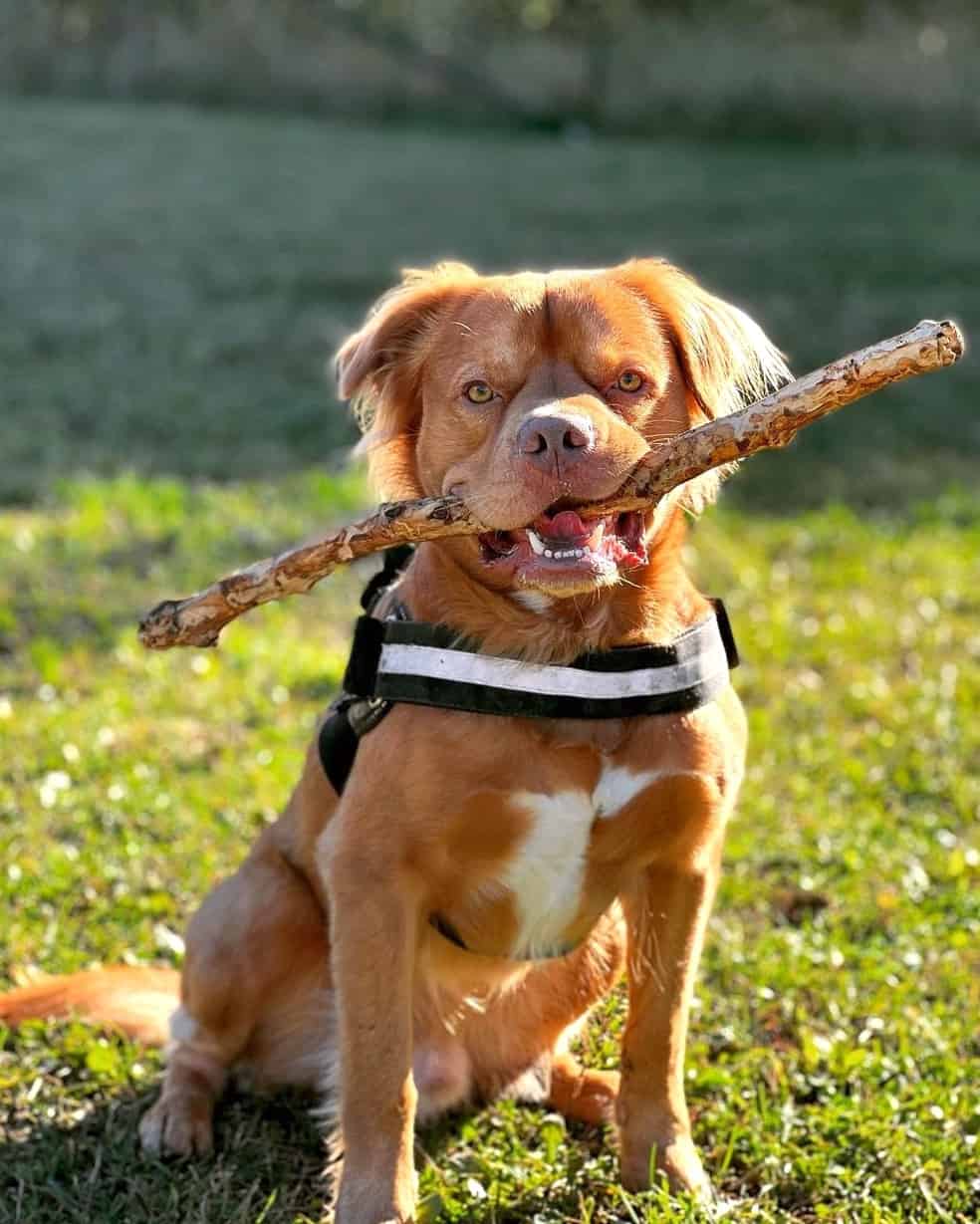 Golden Retriever Mixes: 53 Awesome Crossbreeds You'll Love!