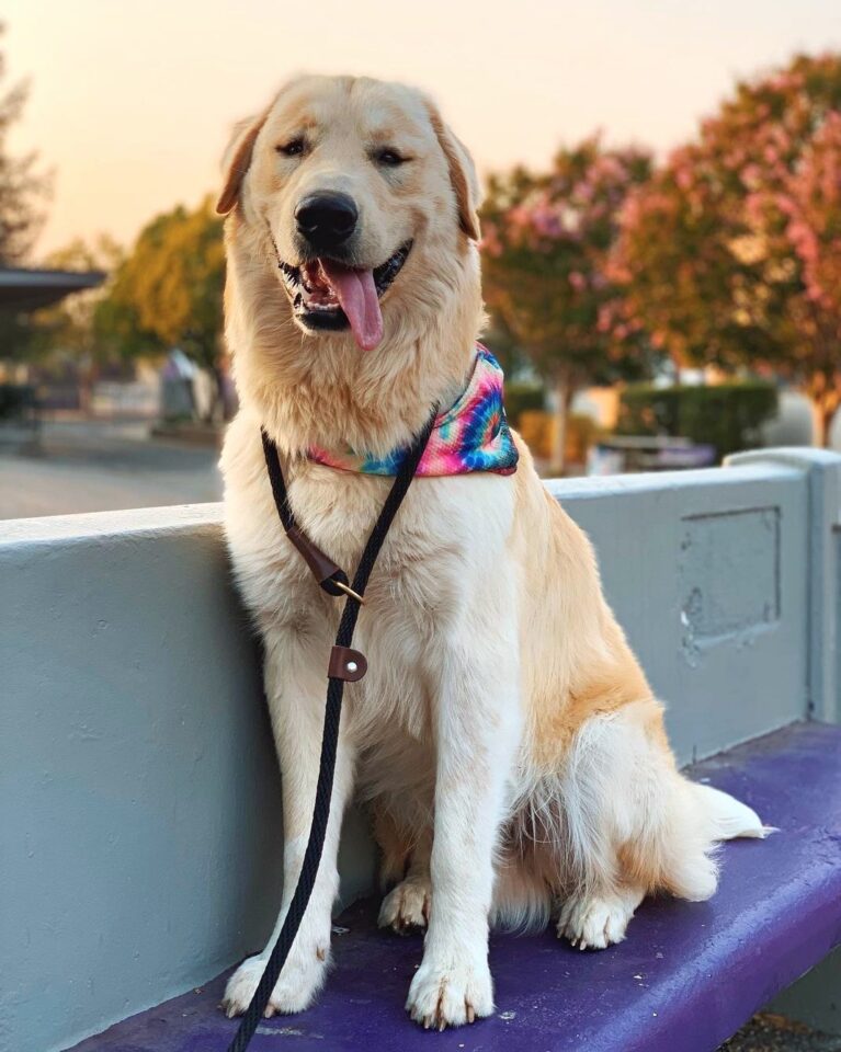 Golden Retriever Mixes: 53 Awesome Crossbreeds You'll Love!