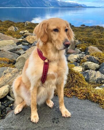 Golden Retriever Mixes: 53 Awesome Crossbreeds You'll Love!