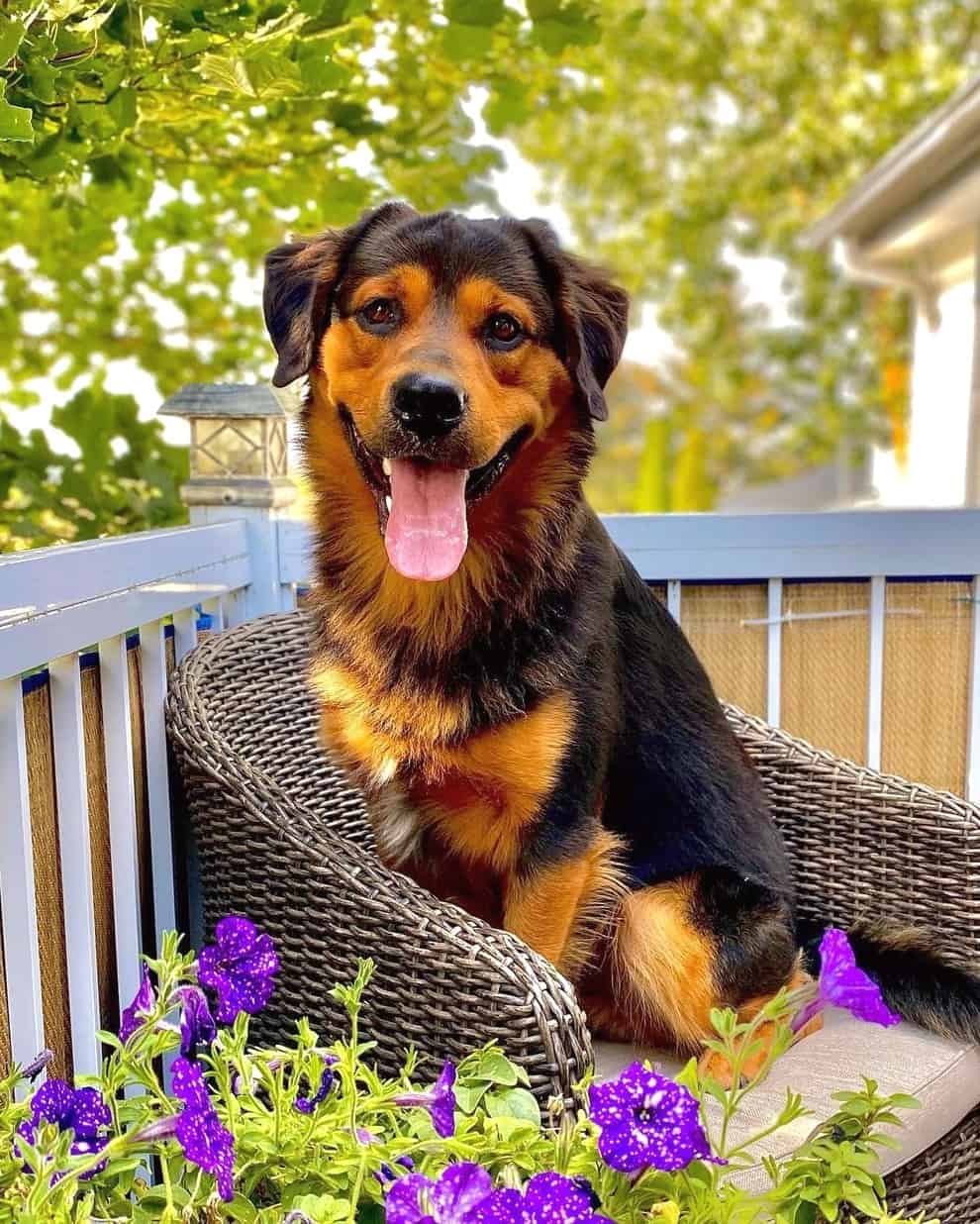 Golden Retriever Mixes: 53 Awesome Crossbreeds You'll Love!