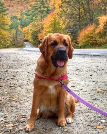 Golden Retriever Mixes: 53 Awesome Crossbreeds You'll Love!