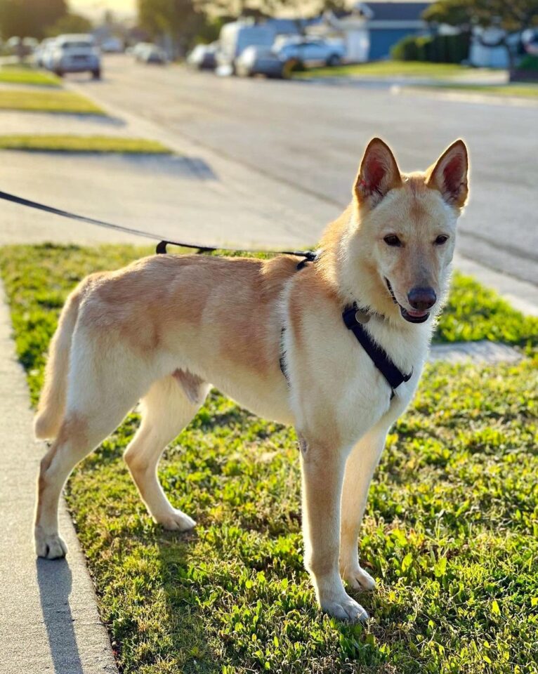 Golden Retriever Mixes: 53 Awesome Crossbreeds You'll Love!