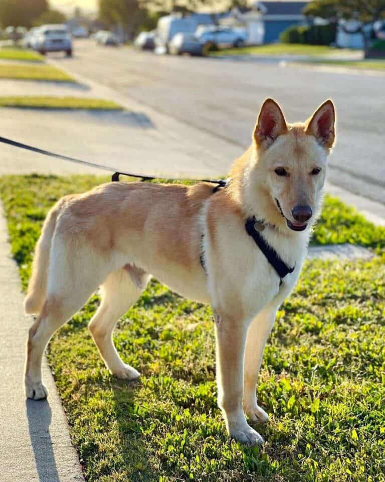 Golden Retriever Mixes: 53 Awesome Crossbreeds You'll Love!