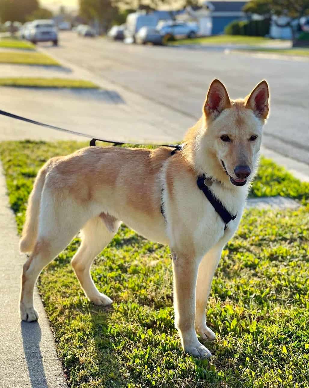 Golden Retriever Mixes: 53 Awesome Crossbreeds You'll Love!
