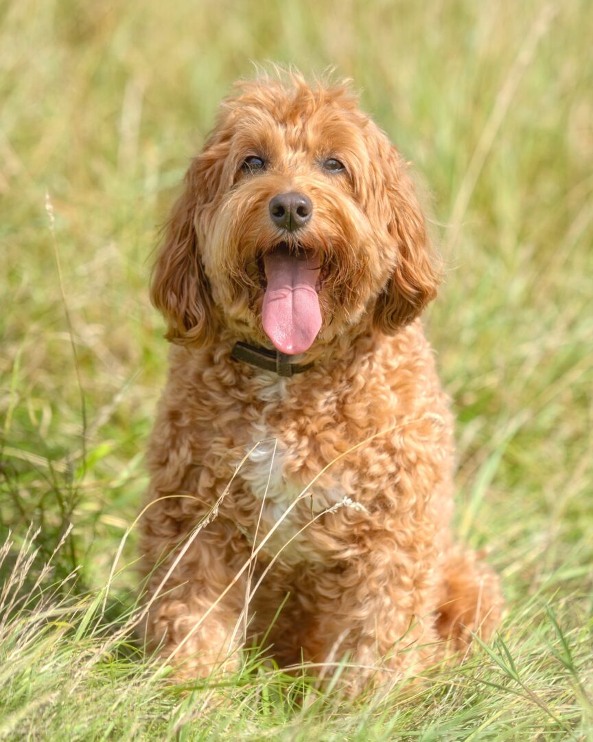 Poodle Mixes: 61 Different Doodle Mixed Breeds (With Pictures)