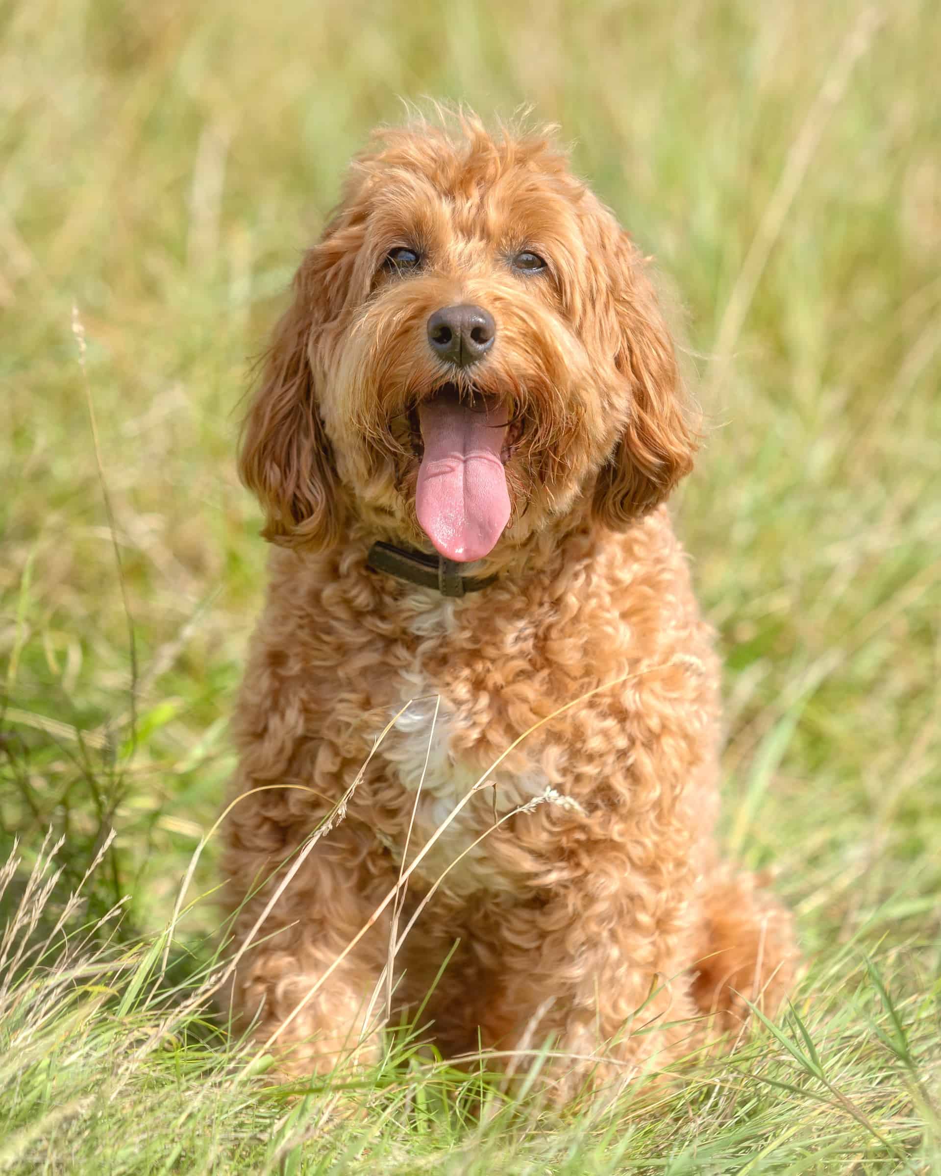 Poodle Mixes: 61 Different Doodle Mixed Breeds (With Pictures)