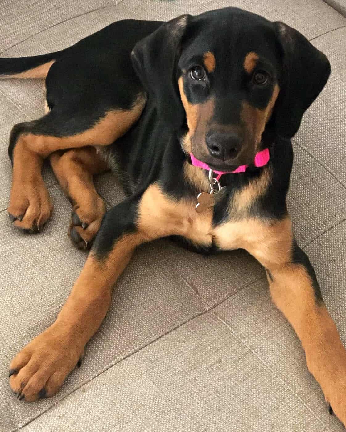 Doberman Mixes: 45 Different Doberman Pinscher Crossbreeds