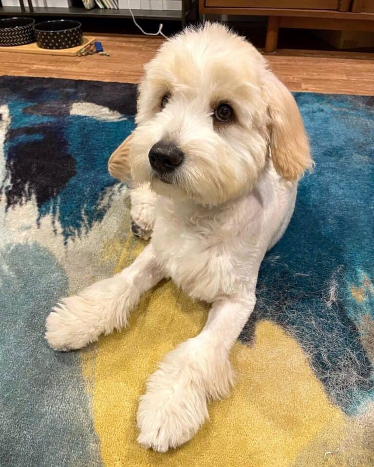 Bichon Frise Mixes: 34 Fluffy Crossbreeds You'll Want to Cuddle