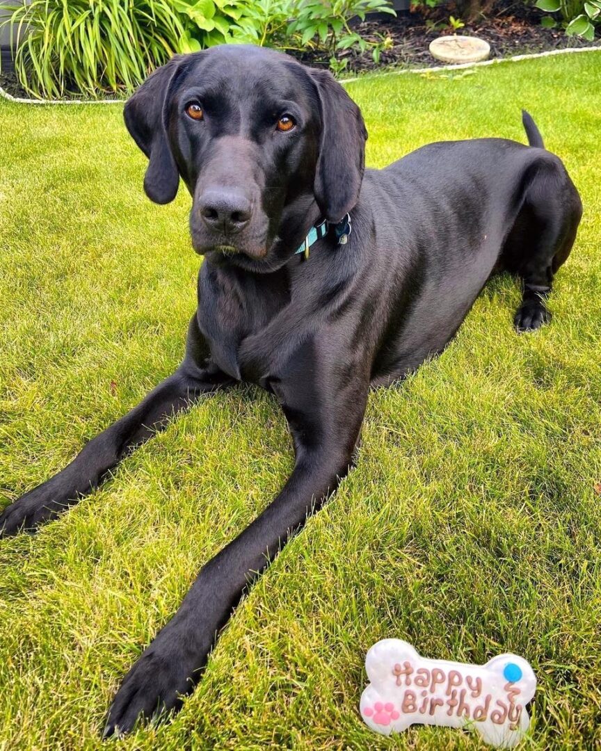 Golden Retriever Mixes: 53 Awesome Crossbreeds You'll Love!
