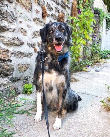 Golden Retriever Mixes: 53 Awesome Crossbreeds You'll Love!