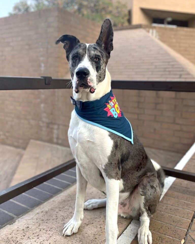 Great Dane Mixes: 43 Extra-Large Crossbreeds! (With Pictures)