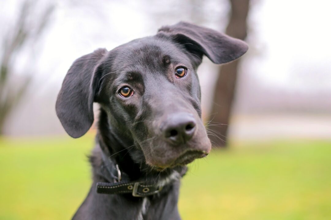 Great Dane Mixes: 43 Extra-Large Crossbreeds! (With Pictures)