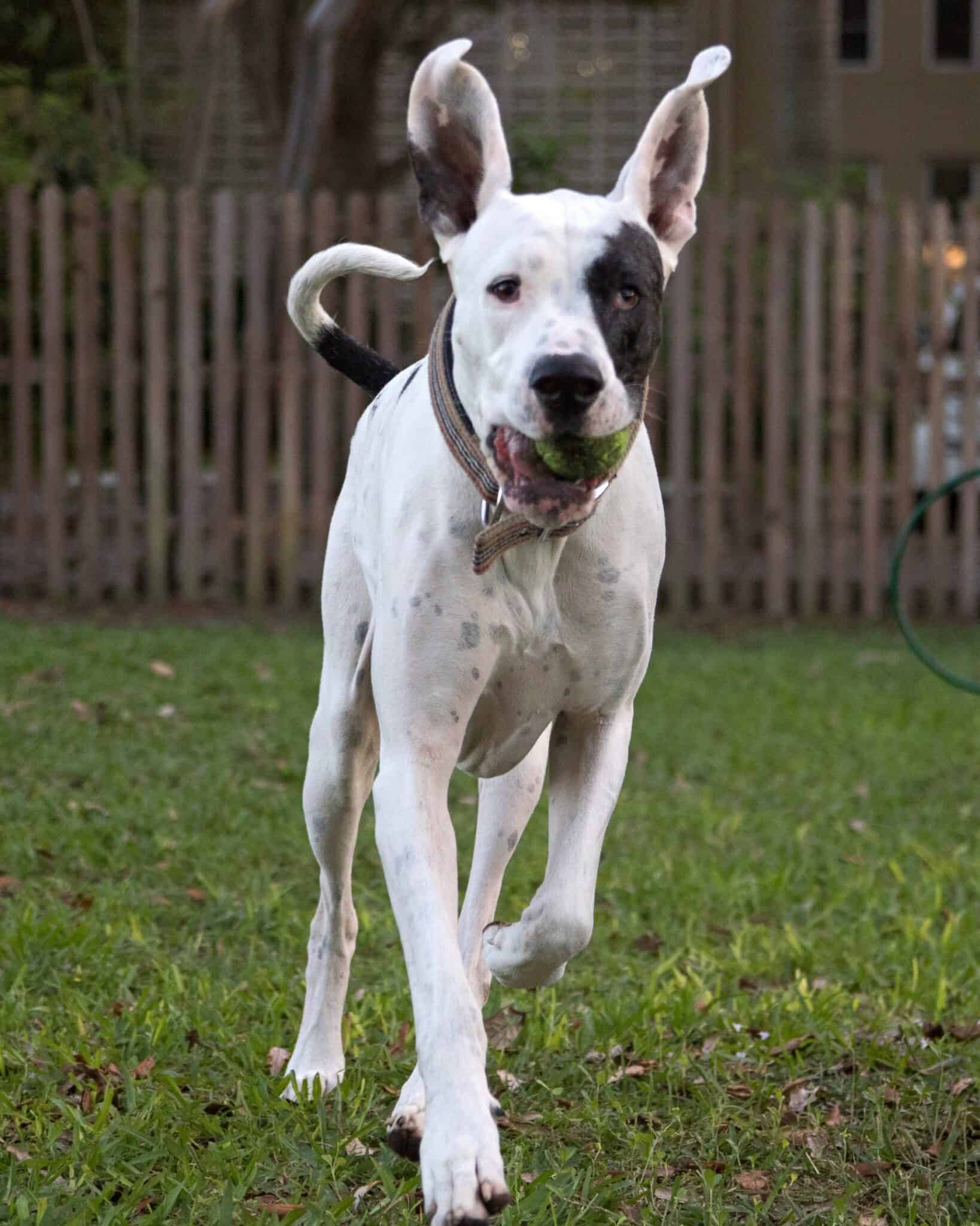 Great Dane Mixes: 43 Extra-Large Crossbreeds! (With Pictures)