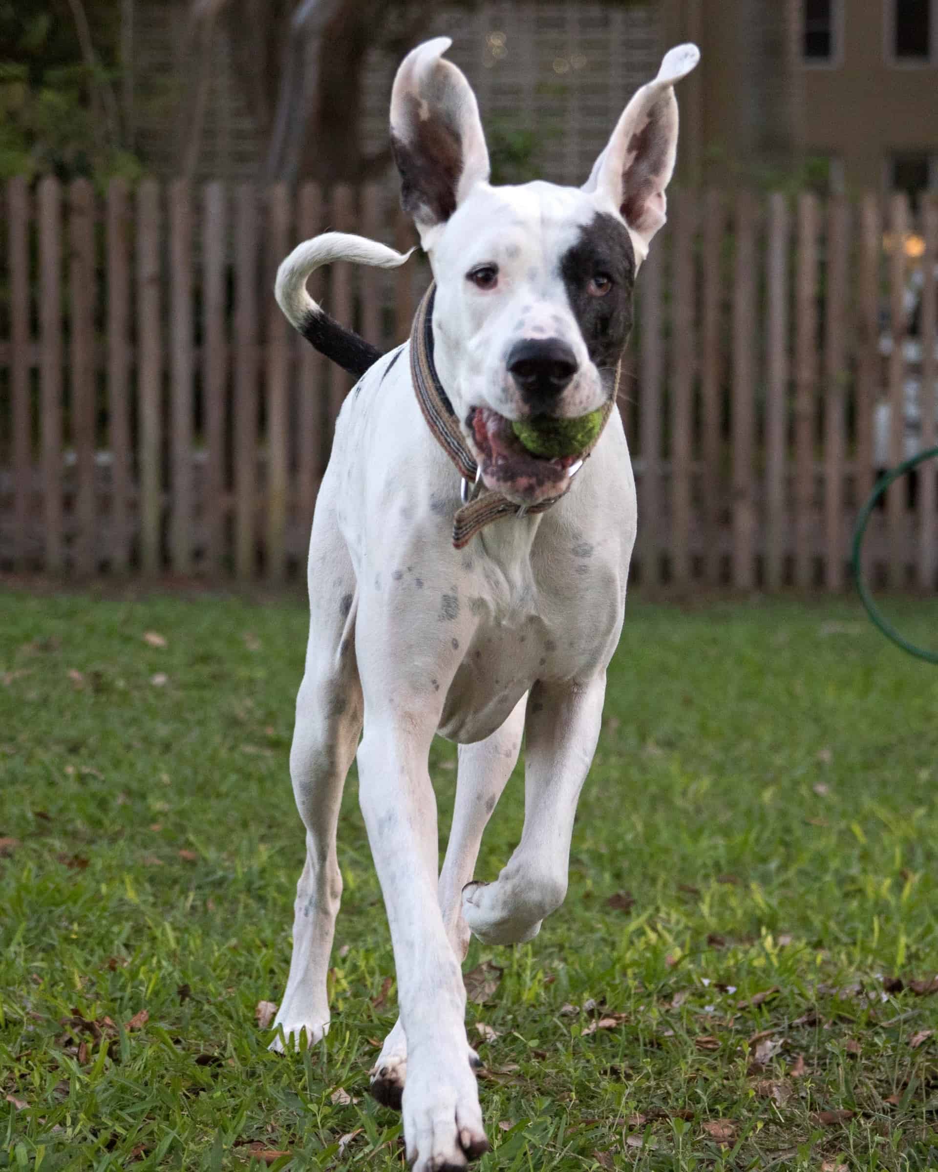 Great Dane Mixes: 43 Extra-Large Crossbreeds! (With Pictures)