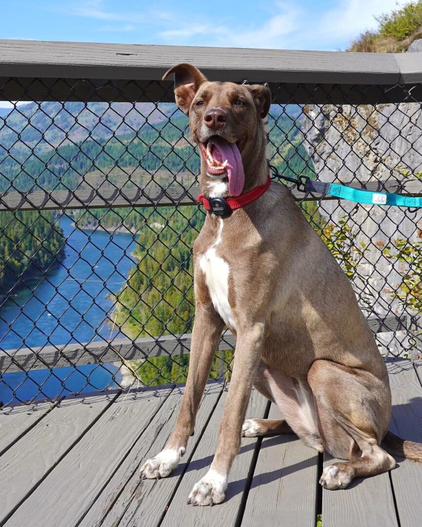 Great Dane Mixes: 43 Extra-Large Crossbreeds! (With Pictures)