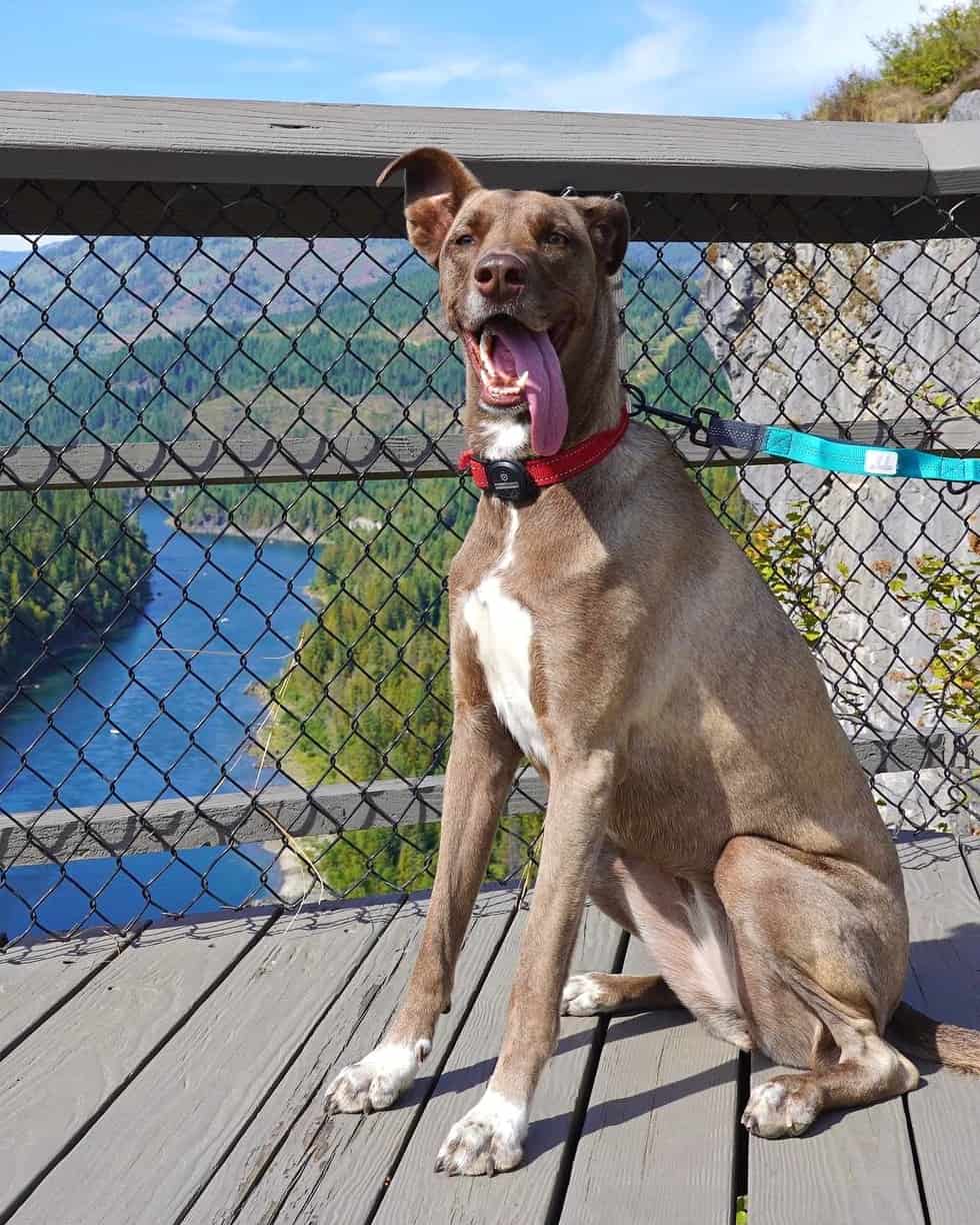 Great Dane Mixes: 43 Extra-Large Crossbreeds! (With Pictures)