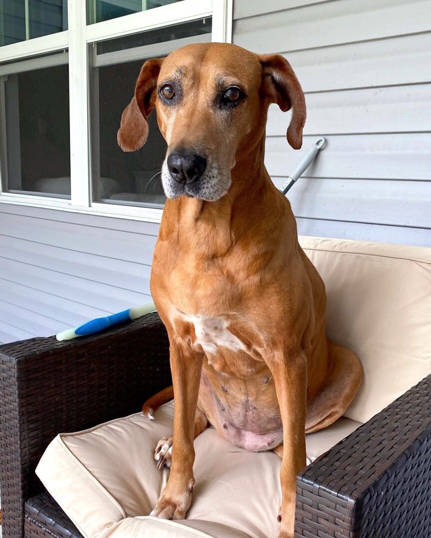 Great Dane Mixes: 43 Extra-Large Crossbreeds! (With Pictures)