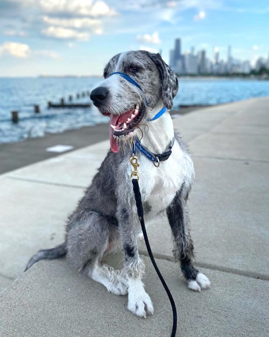 Great Dane Mixes: 43 Extra-Large Crossbreeds! (With Pictures)