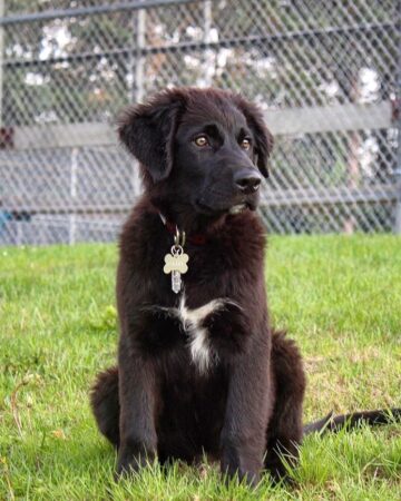 Great Dane Mixes: 43 Extra-Large Crossbreeds! (With Pictures)