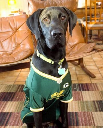 Golden Retriever Mixes: 53 Awesome Crossbreeds You'll Love!