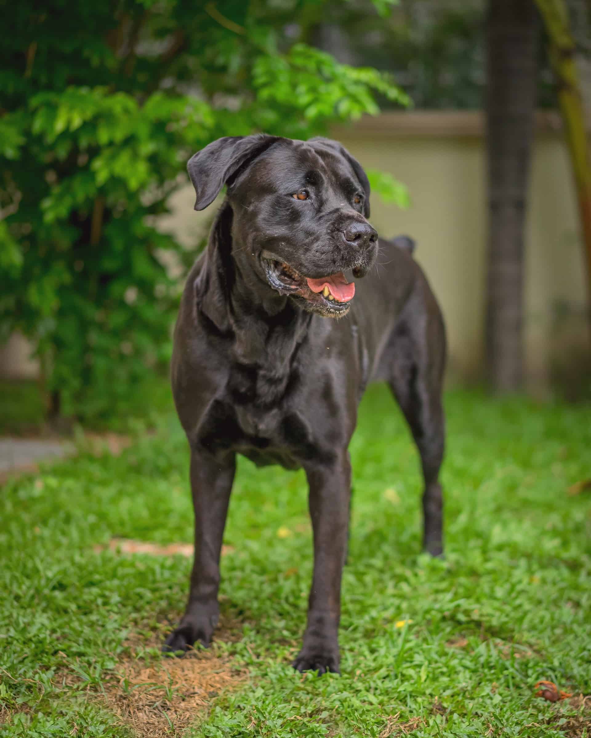 Great Dane Mixes: 43 Extra-Large Crossbreeds! (With Pictures)