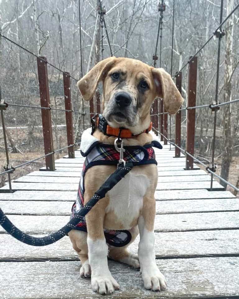 Great Dane Mixes: 43 Extra-Large Crossbreeds! (With Pictures)