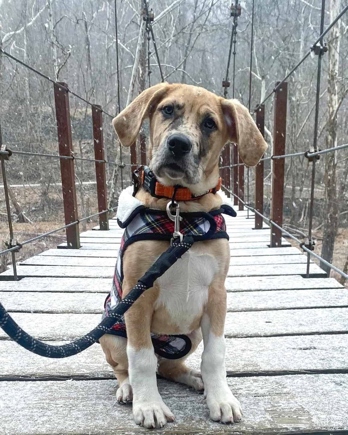 Great Dane Mixes: 43 Extra-Large Crossbreeds! (With Pictures)