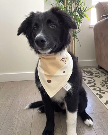 Hanging Tree Dog | Dog Breed Information, Pictures & Facts