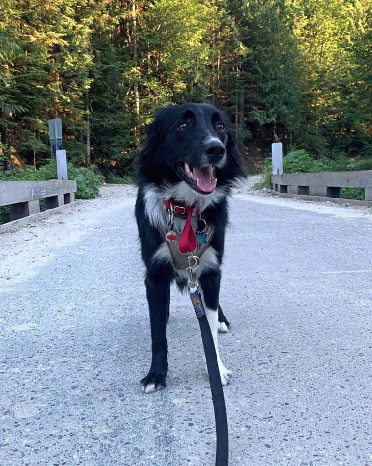 Hanging Tree Dog | Dog Breed Information, Pictures & Facts