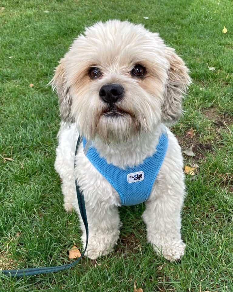 Bichon Frise Mixes: 34 Fluffy Crossbreeds You'll Want to Cuddle
