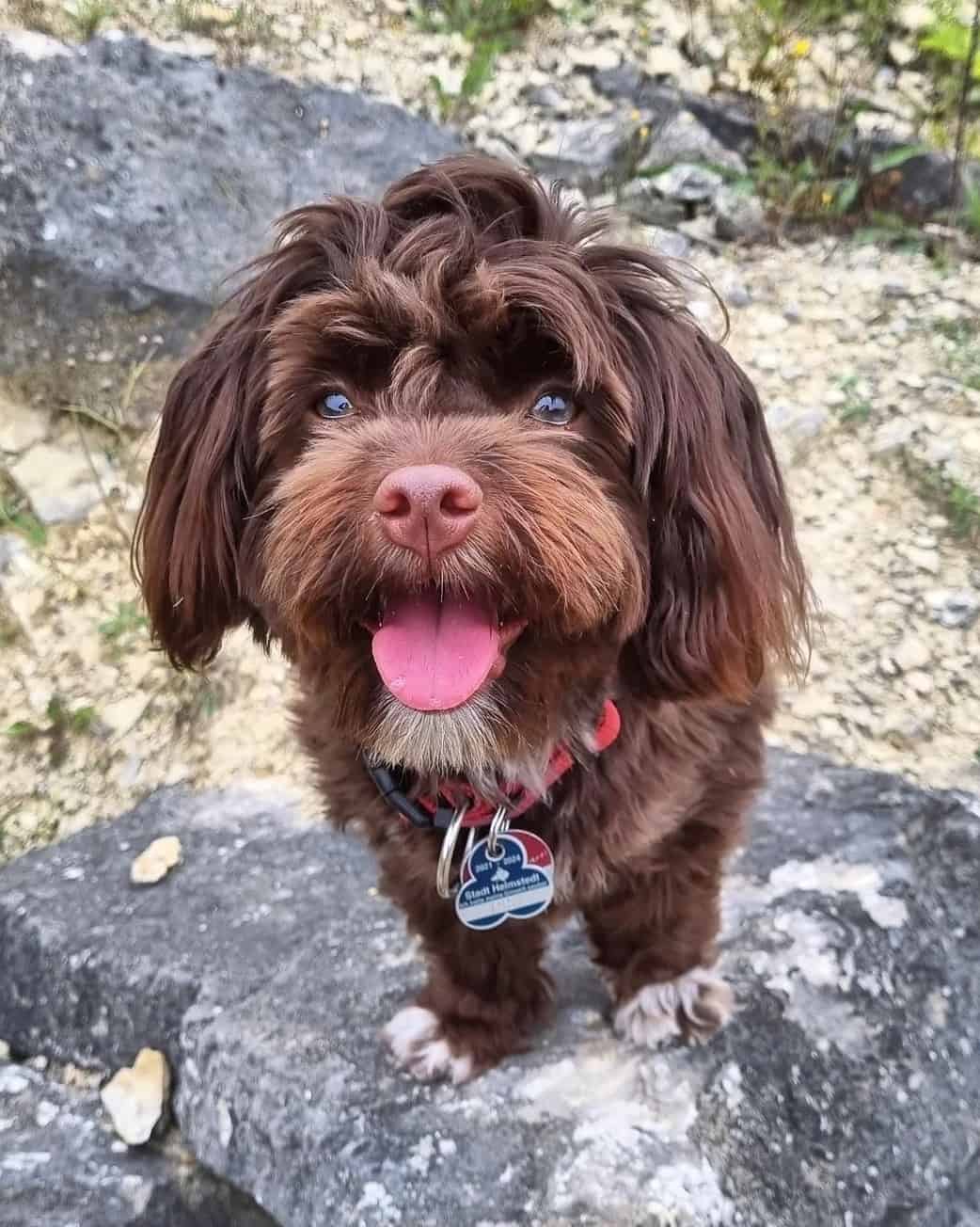 Maltese Mixes: 41 Different Maltese Crossbreeds You'll Love