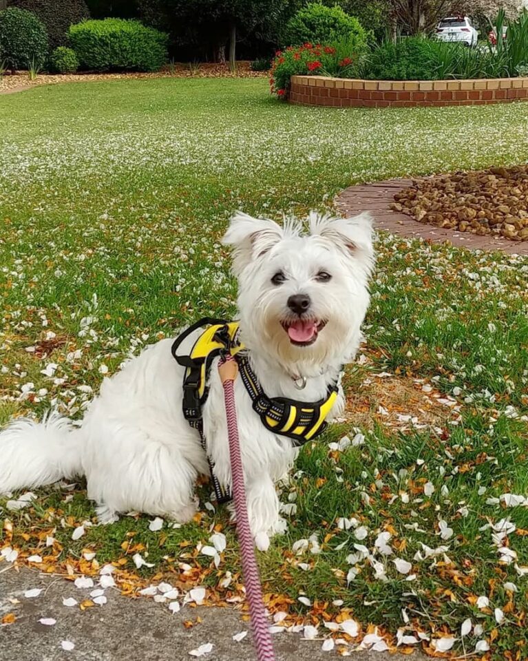 Maltese Mixes: 41 Different Maltese Crossbreeds You'll Love