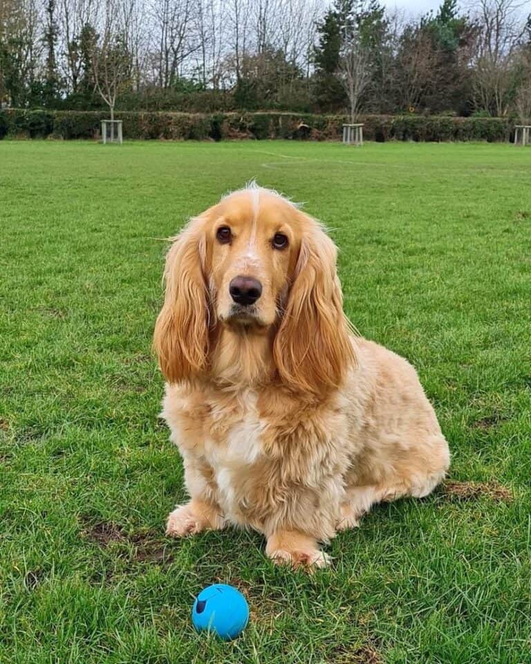 Basset Hound Mixes: 50 Different Crossbreeds (With Pictures)